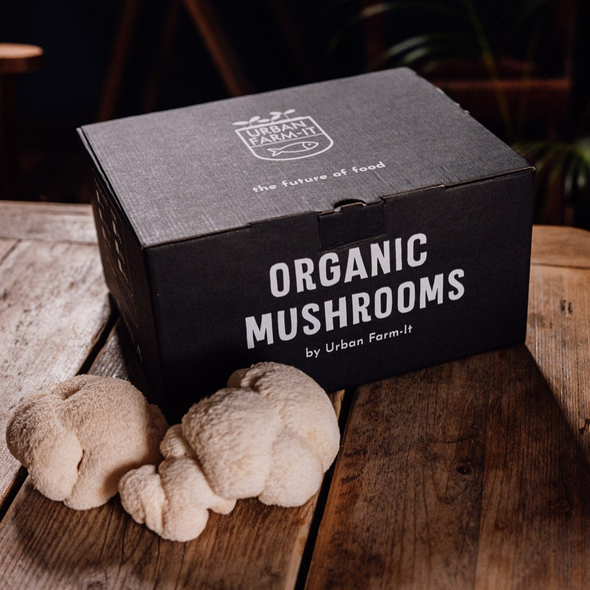 Mushroom Cultivation Supplies: Spawn, Grow Kits & More | Urban Farm-It