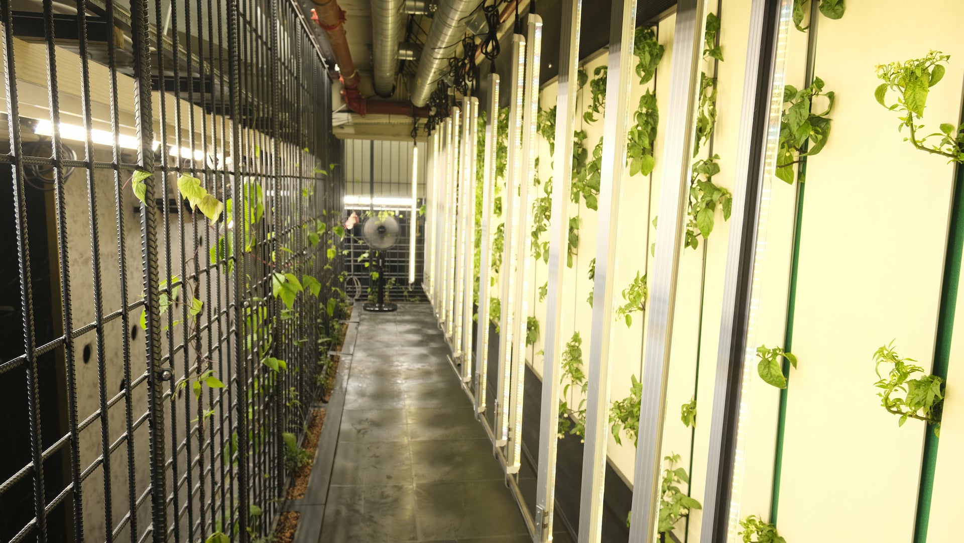 Roe Restaurant, Wood Wharf, London | Urban Farm-It