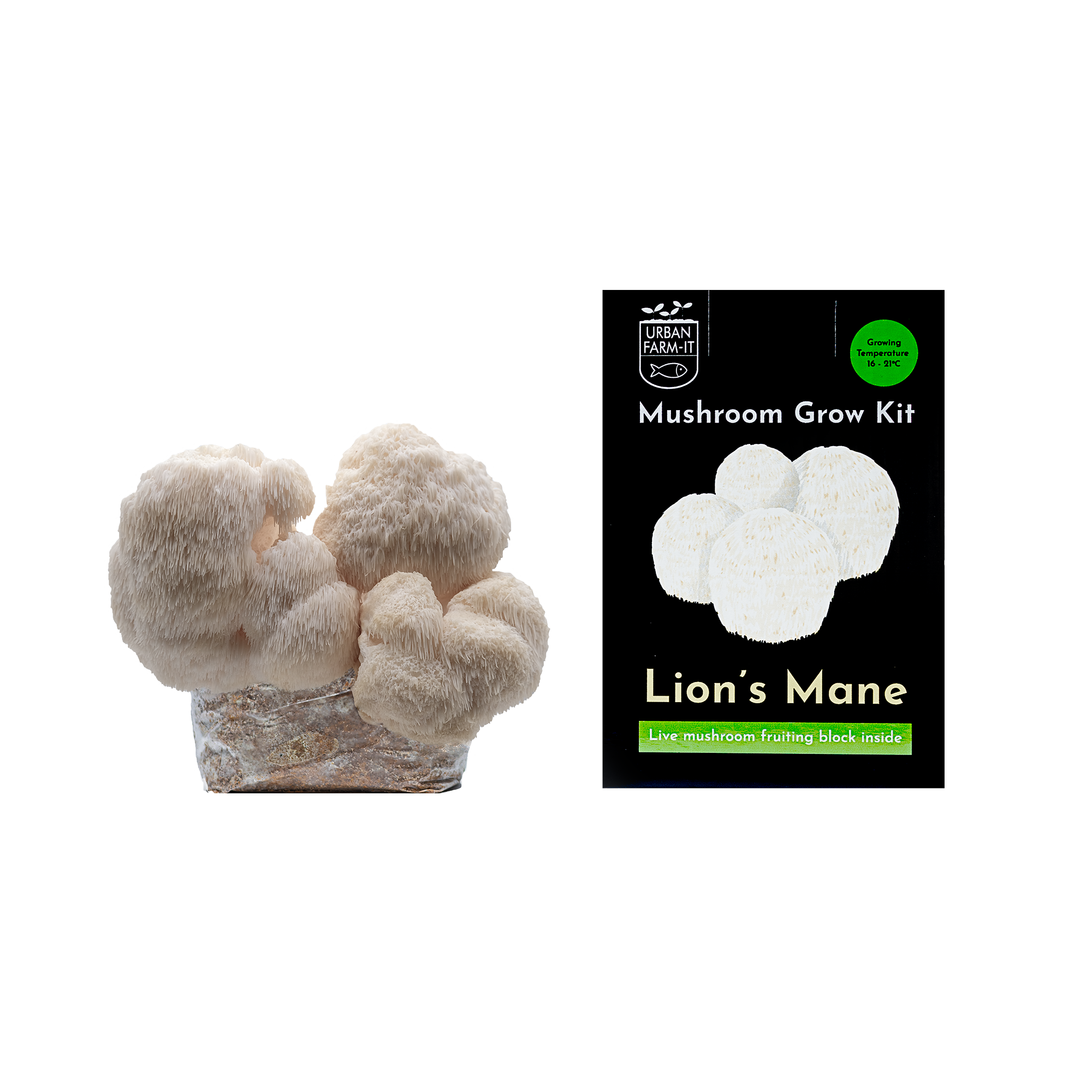Buy Lion's Mane Mushroom Growing Kit From £24.99 | Urban Farm-It