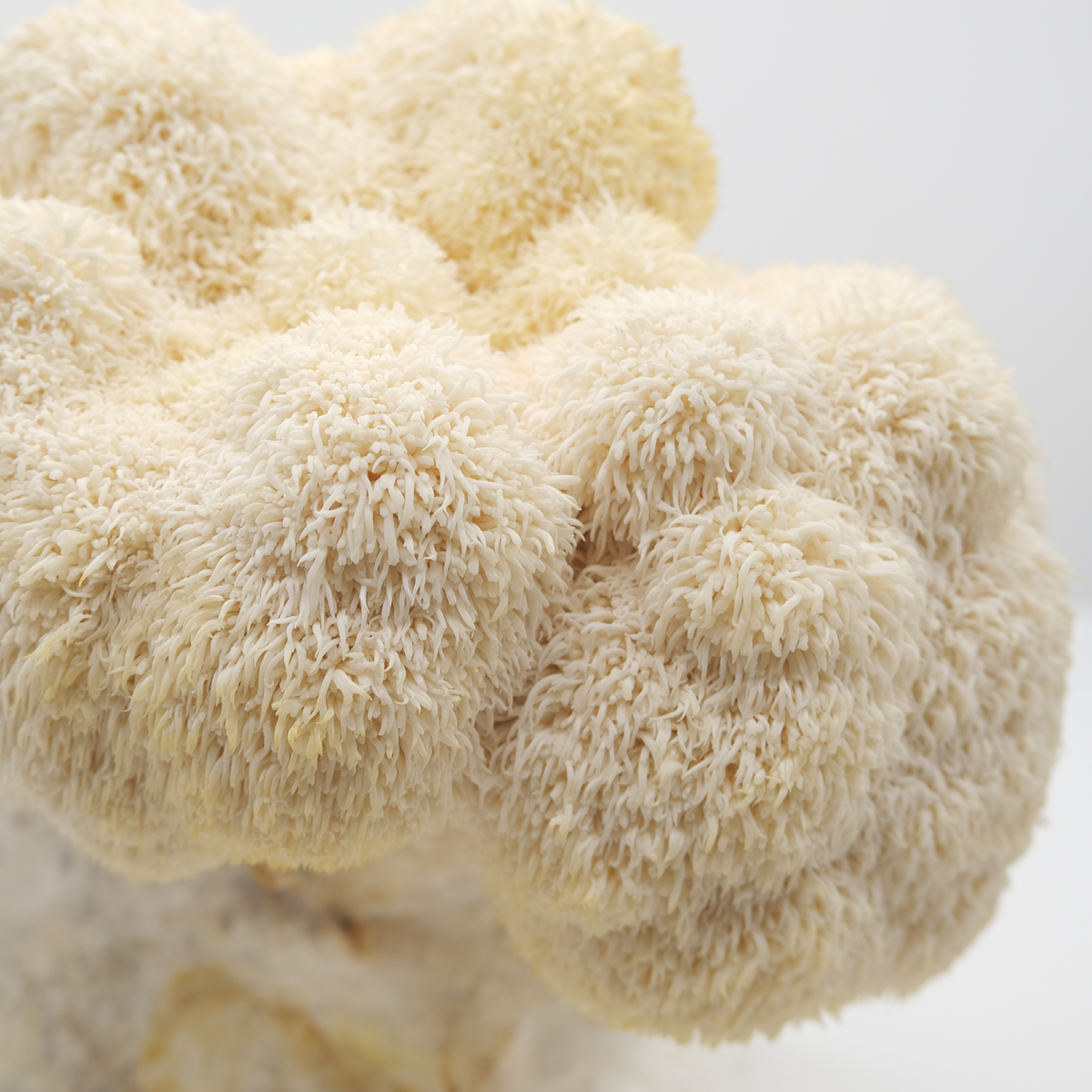 Kit Instructions For Lion's Mane | Urban Farm-It